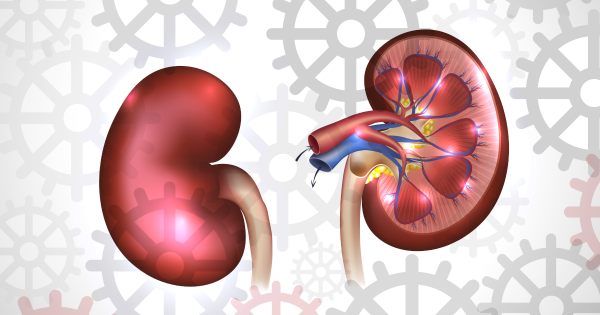 Researcher Makes Advances in Mini Artificial Kidneys